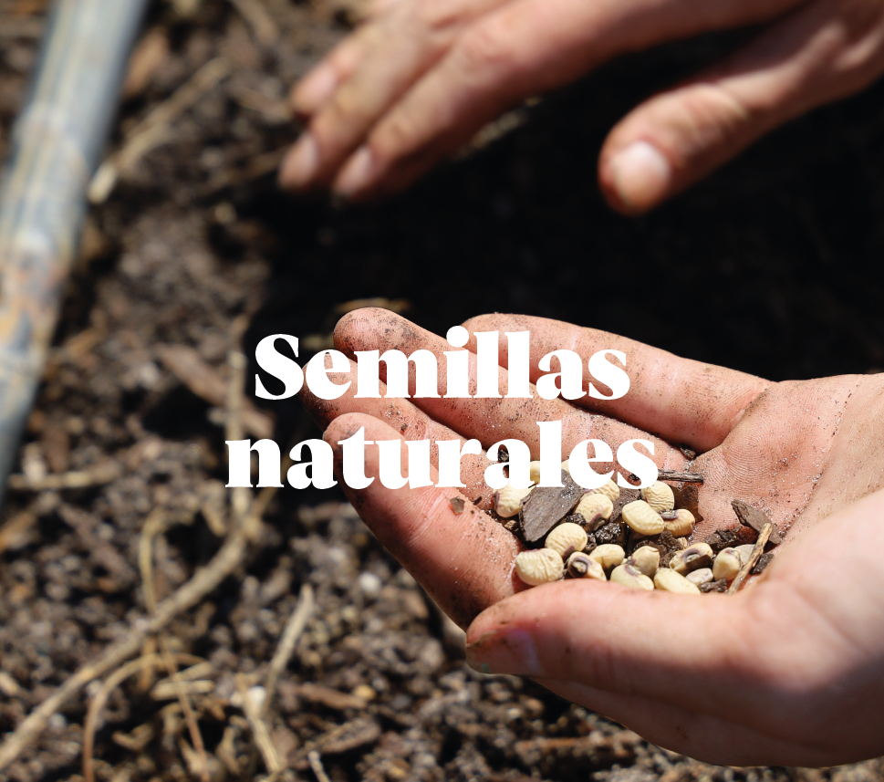 Semillas naturales – hauplant